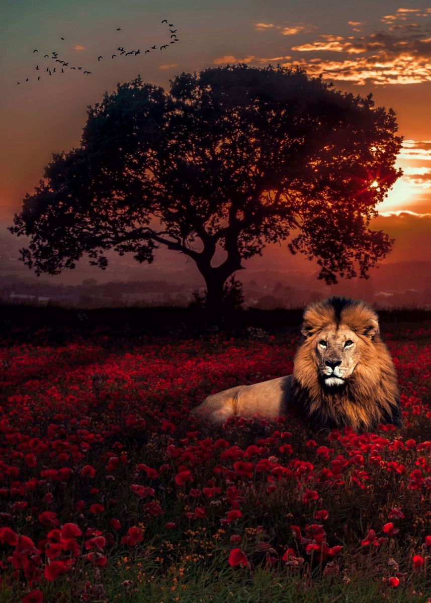 'Lion in the red poppies' Poster, picture, metal print, paint by Gen Z ...