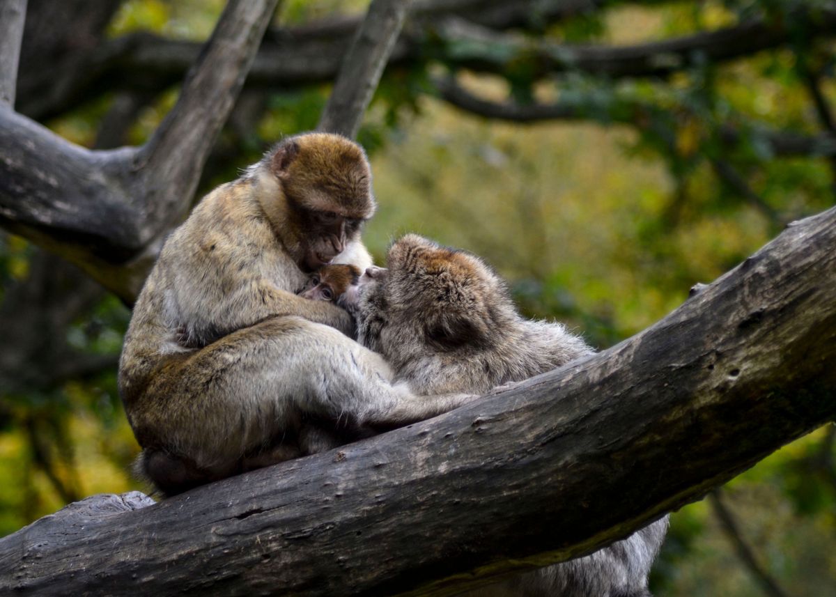 'Monkeys' Poster by IDA Design | Displate