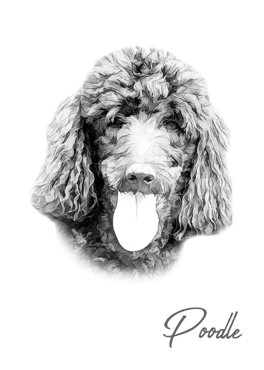 'Nice Poodle dog portrait' Poster by Art Ofphotos | Displate
