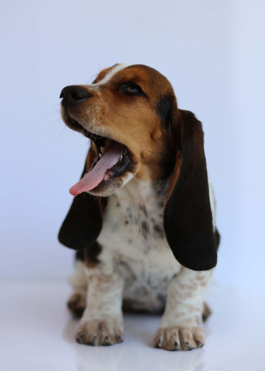 'Hush Puppy' Poster, picture, metal print, paint by Melanie Kowasic ...