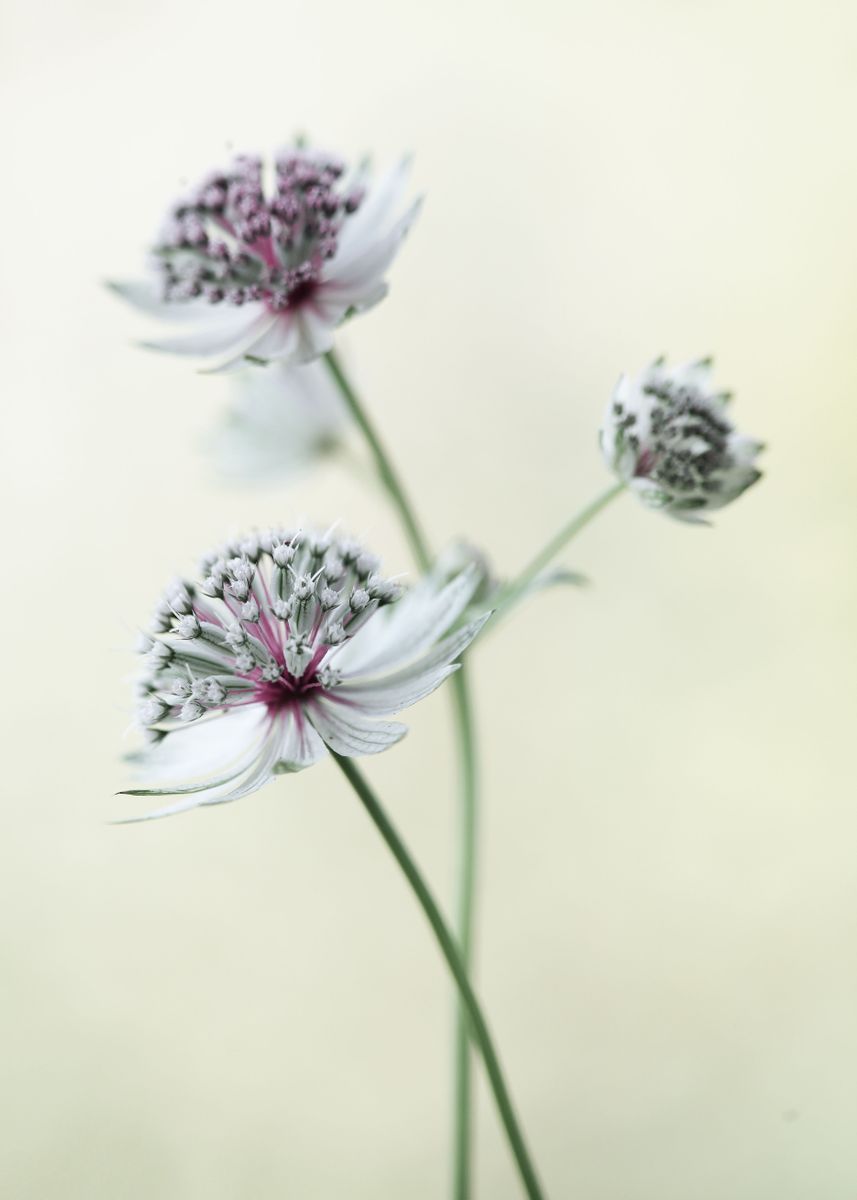 'Preety white flowers' Poster, picture, metal print, paint by ...