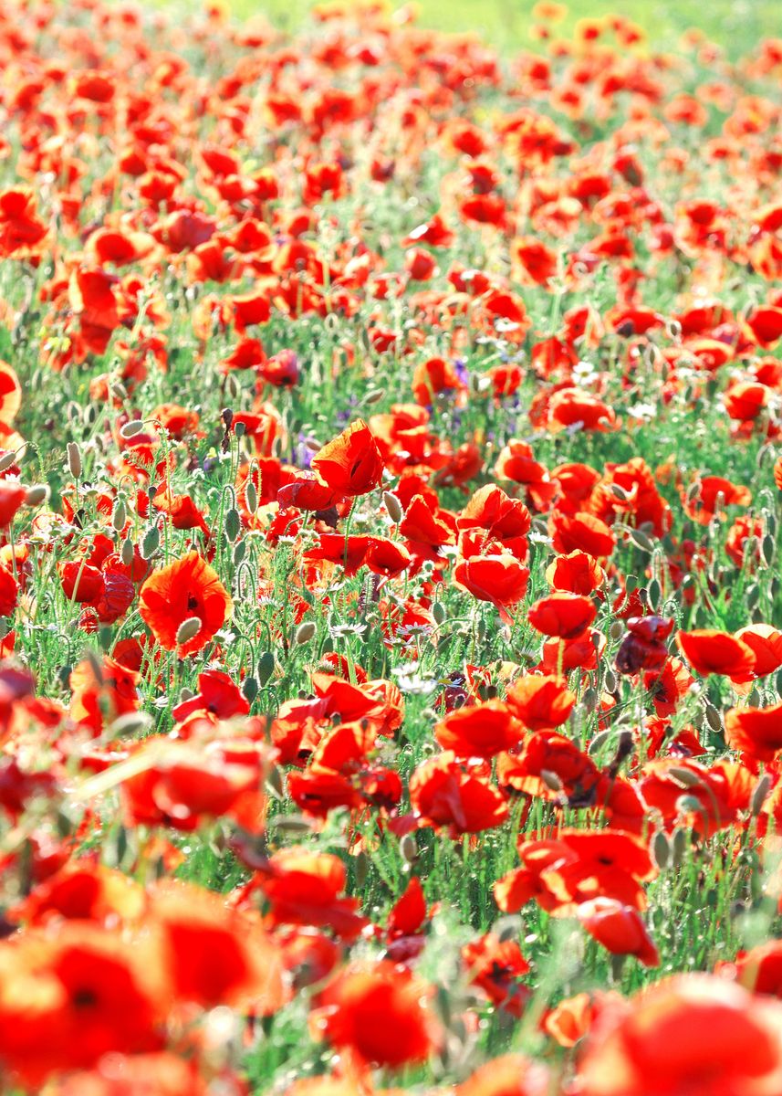 'A Poppy Field In Latvia' Poster, picture, metal print, paint by ...