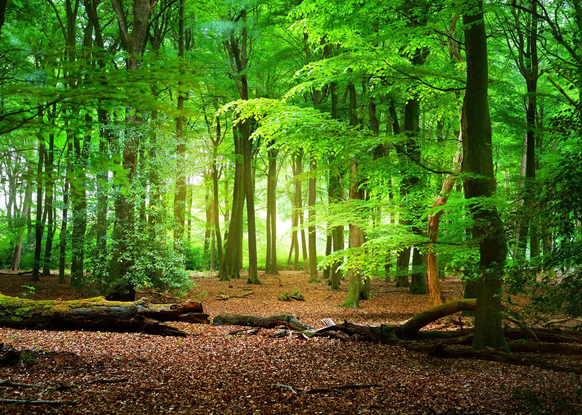 'Spring Forest In The Nethe' Poster by Stunning Wallpapers | Displate