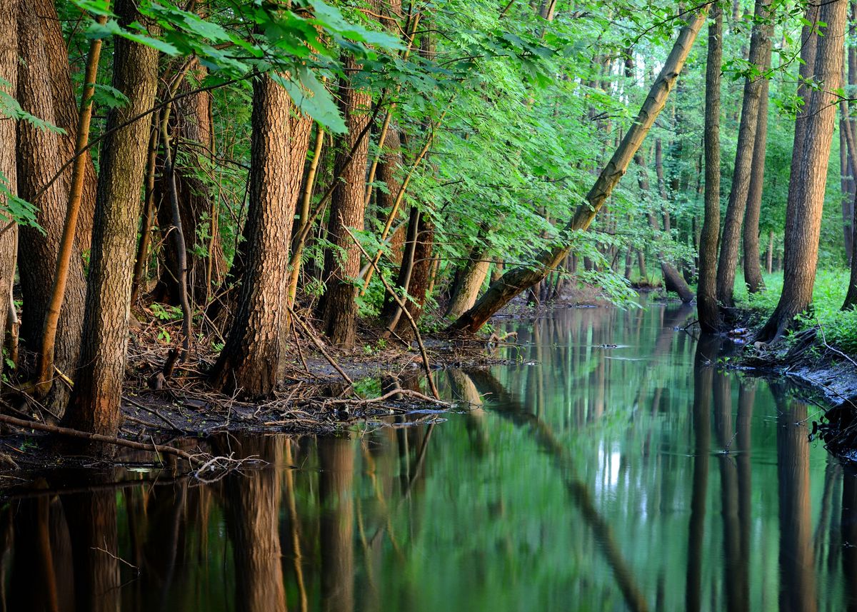 'Forest River Scene' Poster by Stunning Wallpapers | Displate