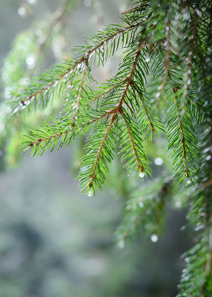 'Pine Tree CloseUp' Poster by Stunning Wallpapers | Displate