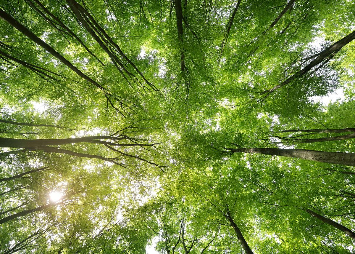 'A Beech Tree Forest In Ger' Poster by Stunning Wallpapers | Displate