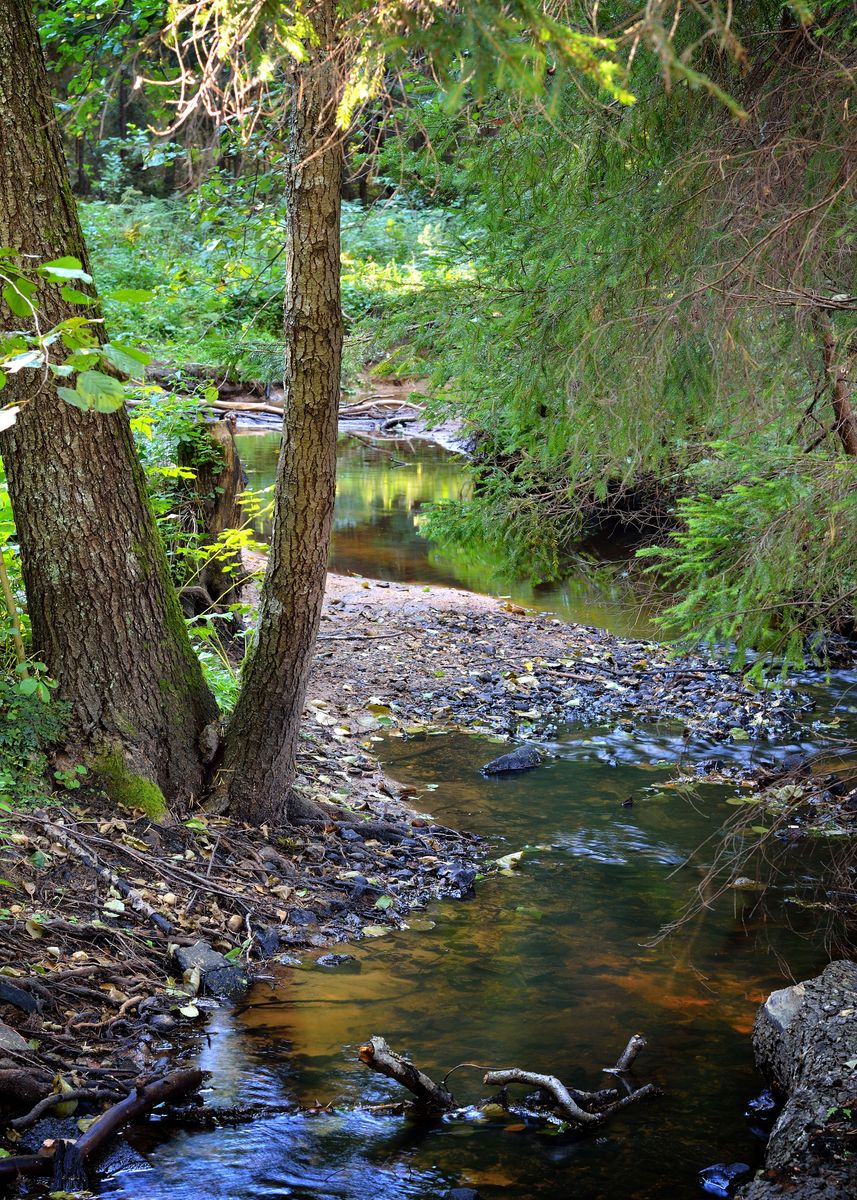 'Forest River Scene' Poster, picture, metal print, paint by Stunning ...