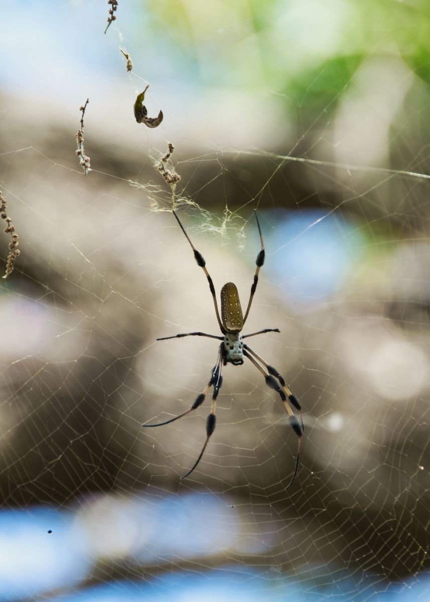 'Spider in the Web' Poster by Markus | Displate