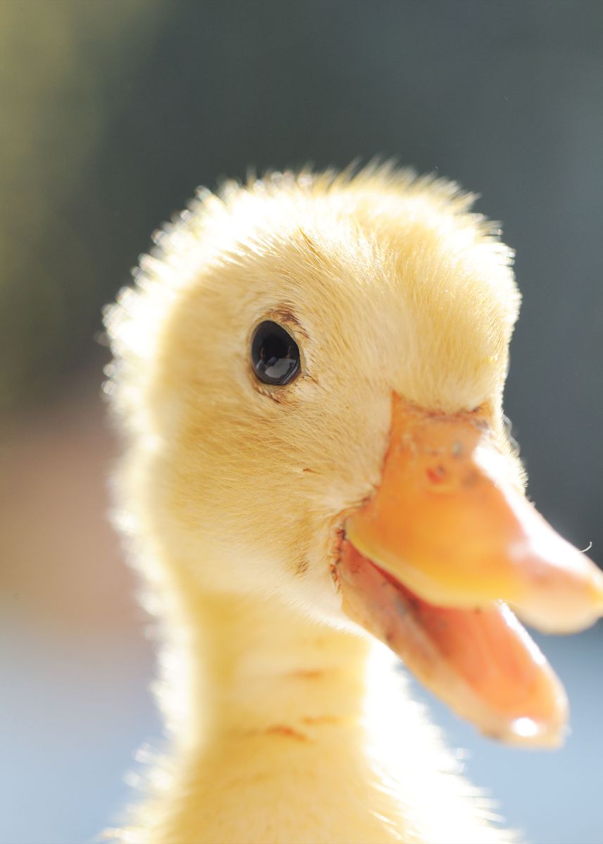 ' Little Duck' Poster by Stunning Wallpapers | Displate