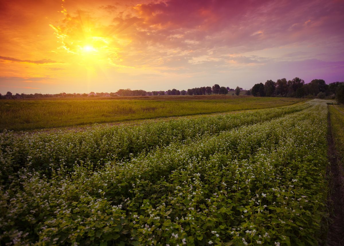 'Sunset Over Countryside Wi' Poster by Stunning Wallpapers | Displate