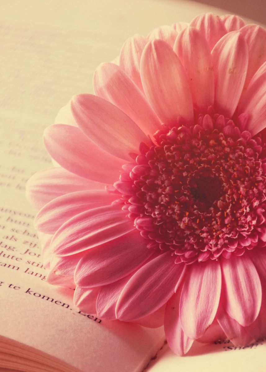 'Close up Germini 2' Poster, picture, metal print, paint by Juliana RW ...