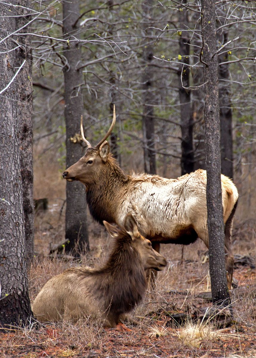 'Animal Farm' Poster by Stunning Wallpapers | Displate