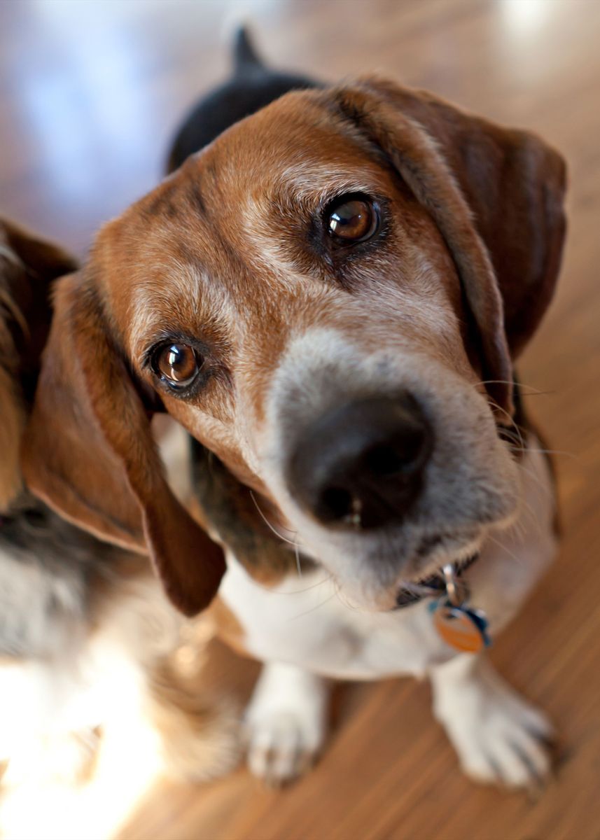 'Beagle Head Tilt' Poster, picture, metal print, paint by Stunning ...