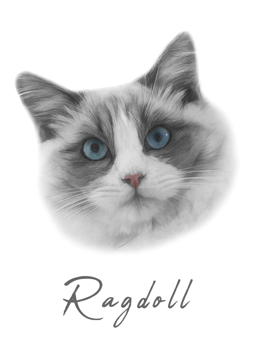 'Ragdoll Cat' Poster by Art Ofphotos | Displate