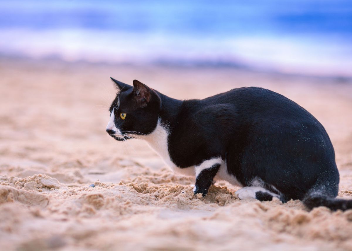 'Cat Sitting On The Beach' Poster by Stunning Wallpapers | Displate