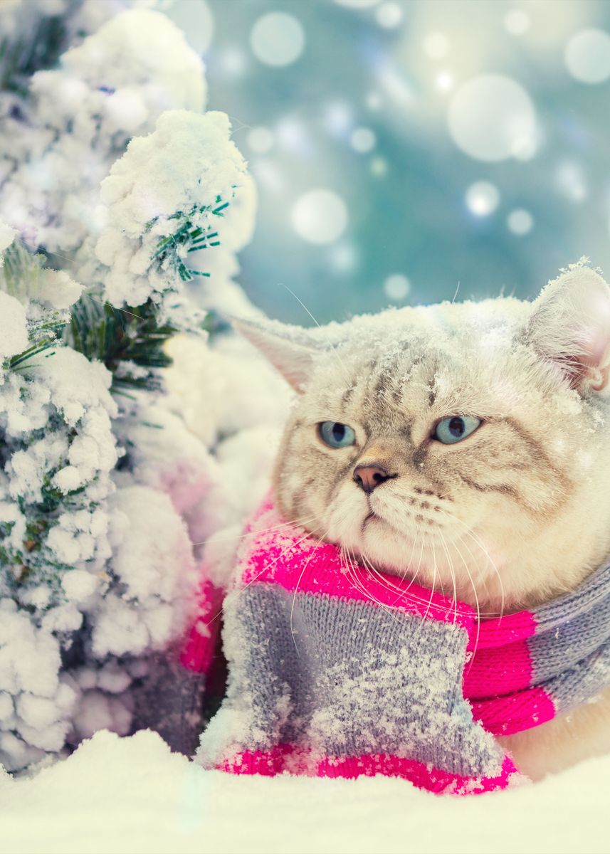 'Cat Wearing Knitted Scarf ' Poster by Stunning Wallpapers | Displate