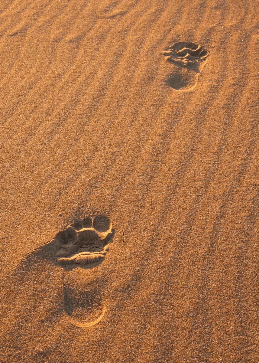 'Beach Or Dunes SandBackgro' Poster, picture, metal print, paint by ...