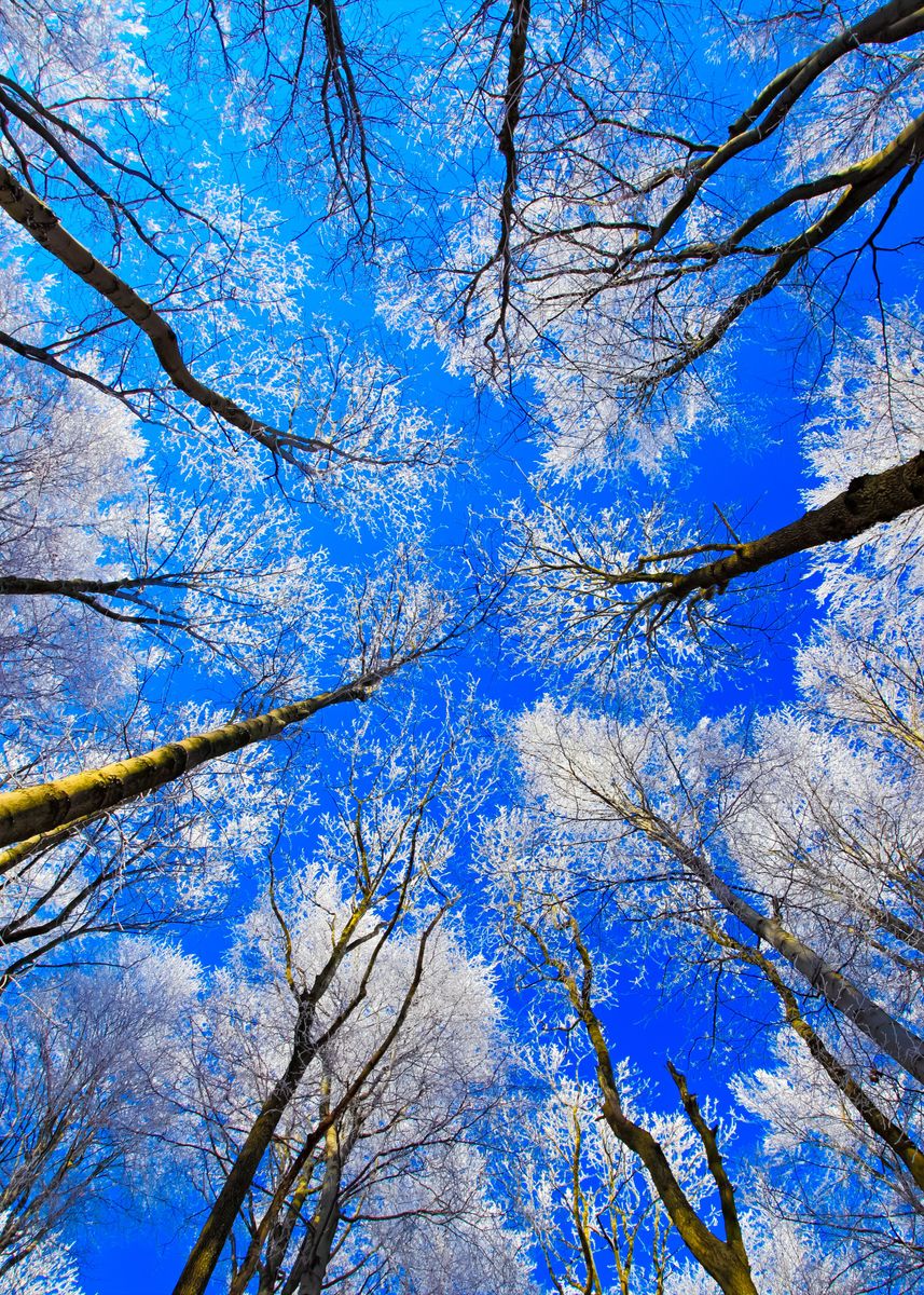 'Cold Day With Rime Winter ' Poster, picture, metal print, paint by ...