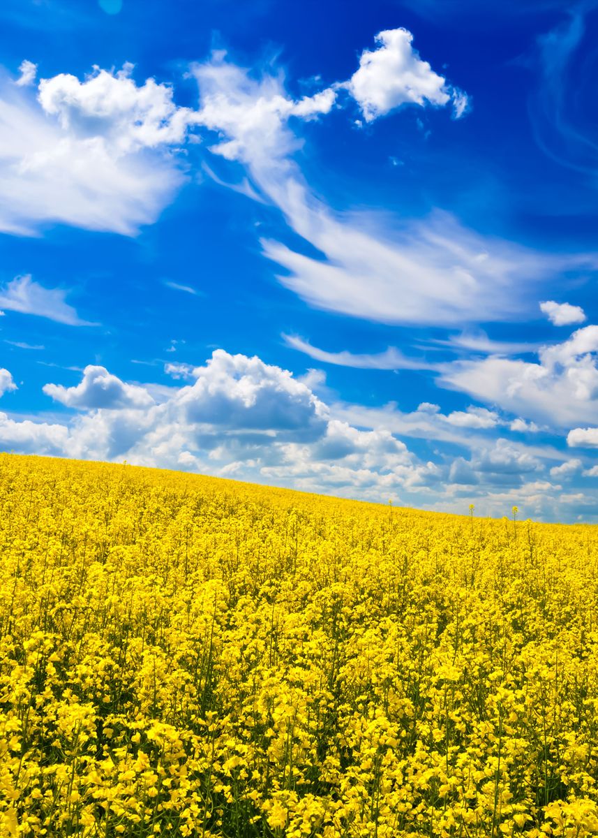 'Yellow Rapeseed Field In L' Poster, picture, metal print, paint by ...