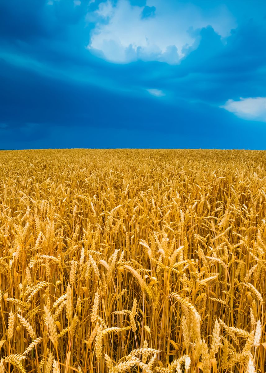 'Stormy Sky Over Field' Poster by Stunning Wallpapers | Displate