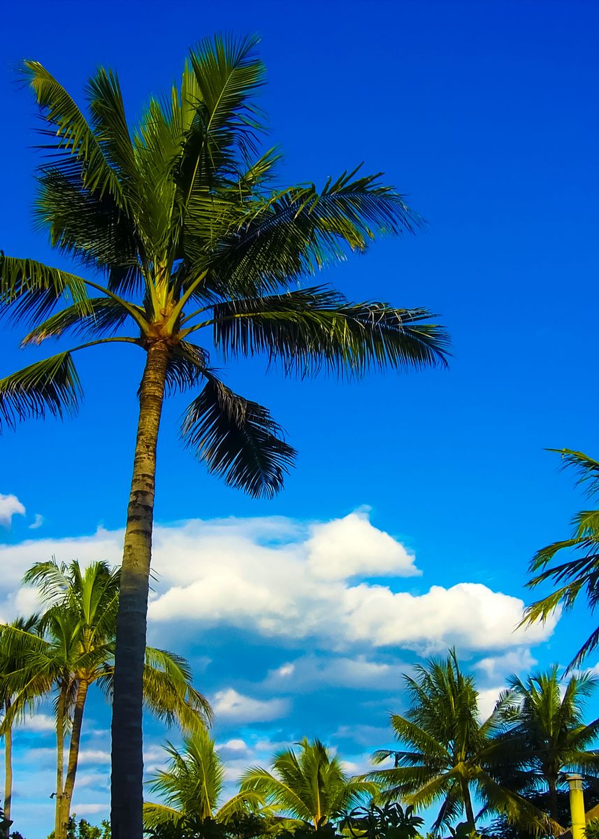 'Coconut Tree' Poster, picture, metal print, paint by Stunning ...