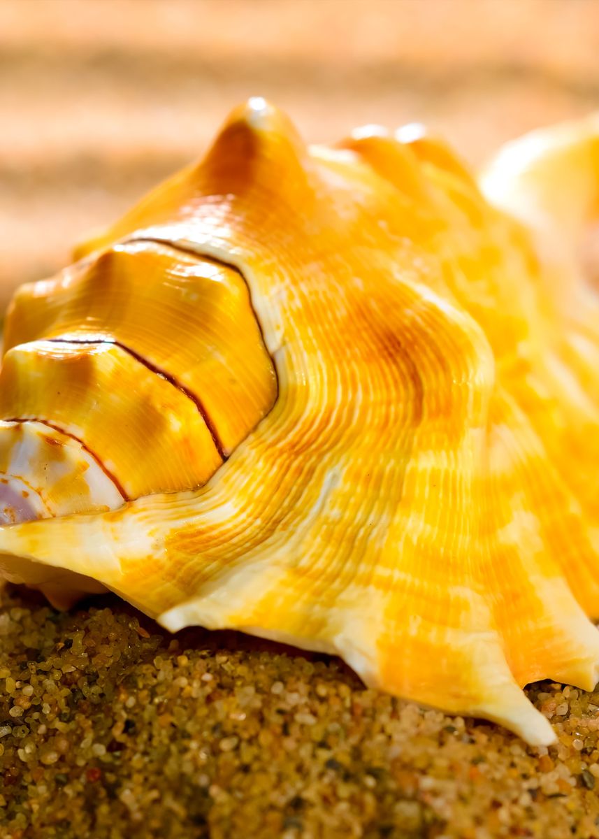 'Sea Shell On The Sandy Bea' Poster, picture, metal print, paint by ...