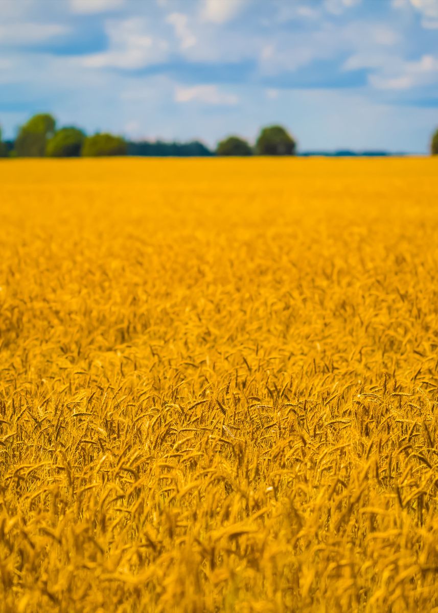 'Corn Field Landscape' Poster, picture, metal print, paint by Stunning ...