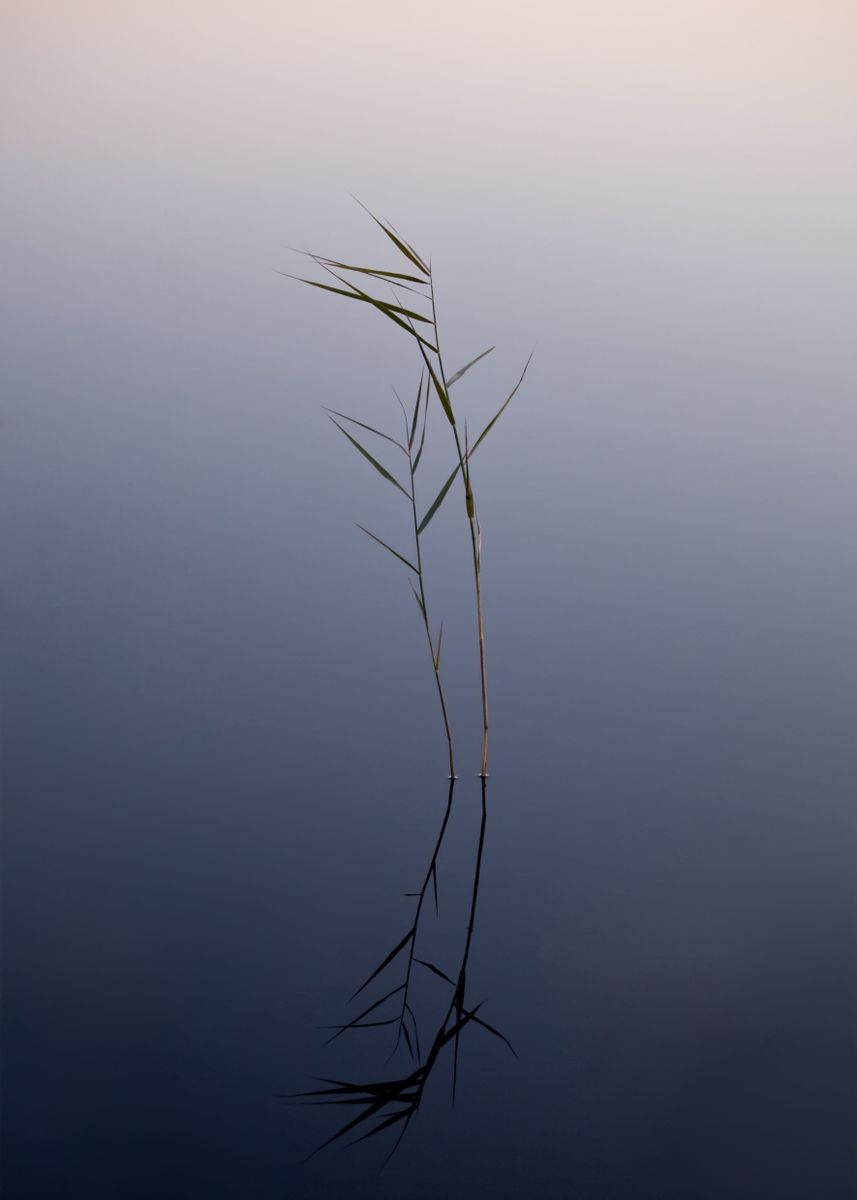 'Reed' Poster by Formatura | Displate