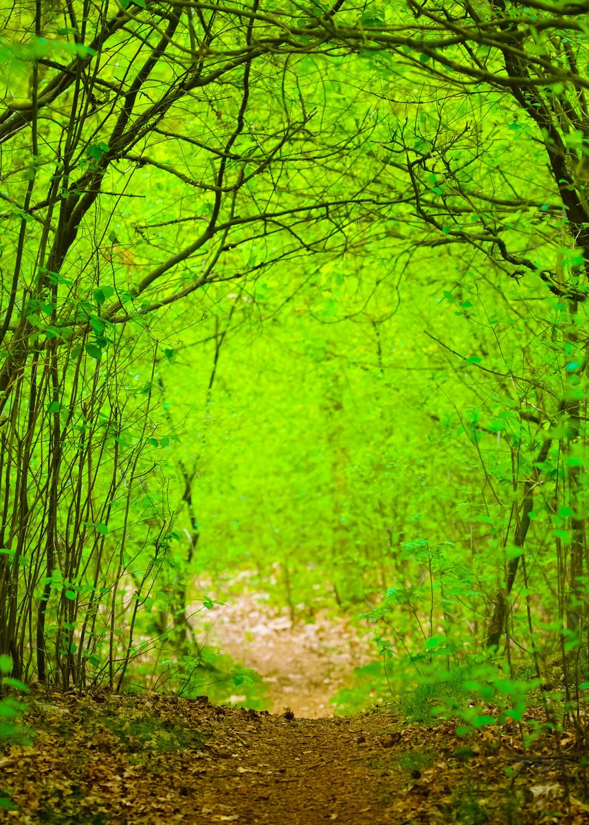 'Spring Forest In The Nethe' Poster by Stunning Wallpapers | Displate