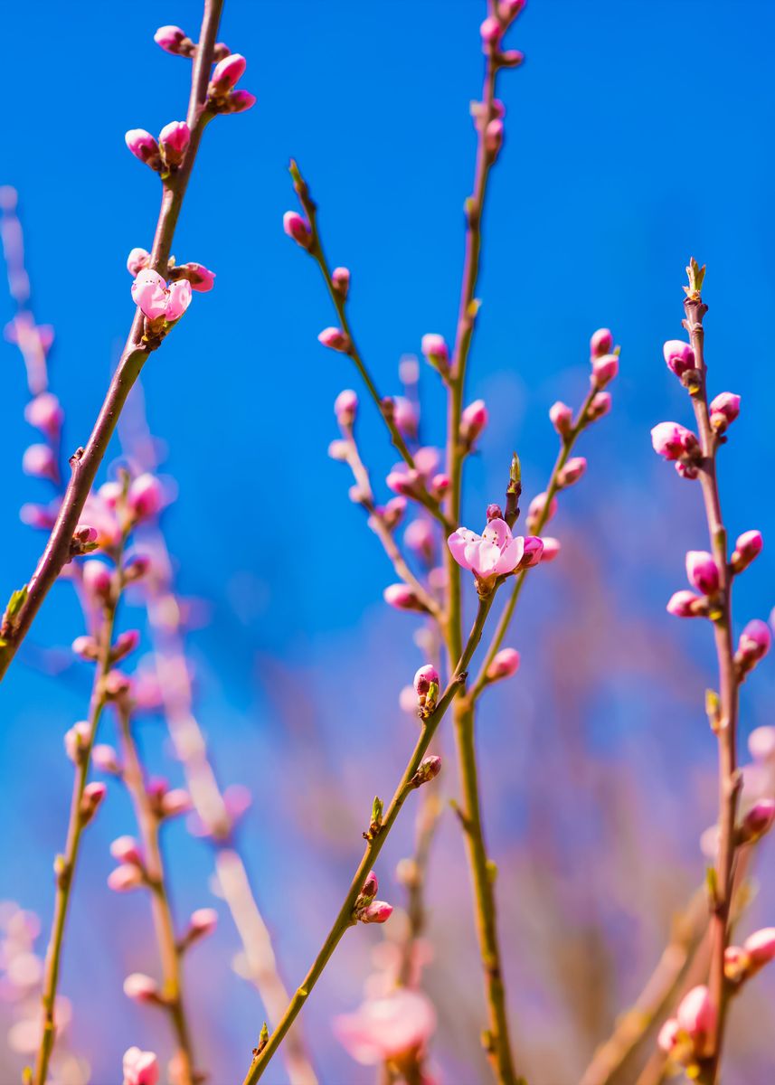 'Blooming Tree Branches Wit' Poster by Stunning Wallpapers | Displate