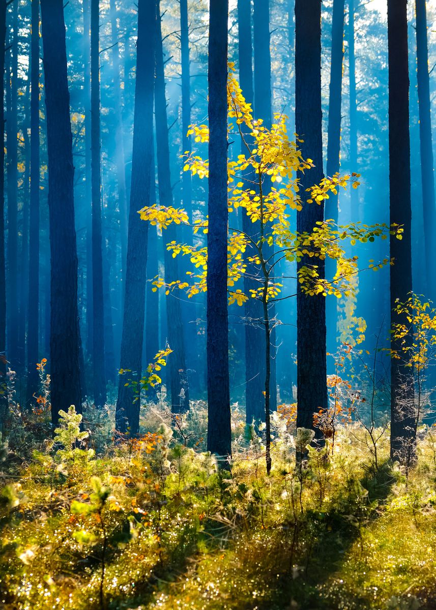 'Colorful Lonely Tree In Th' Poster, picture, metal print, paint by ...