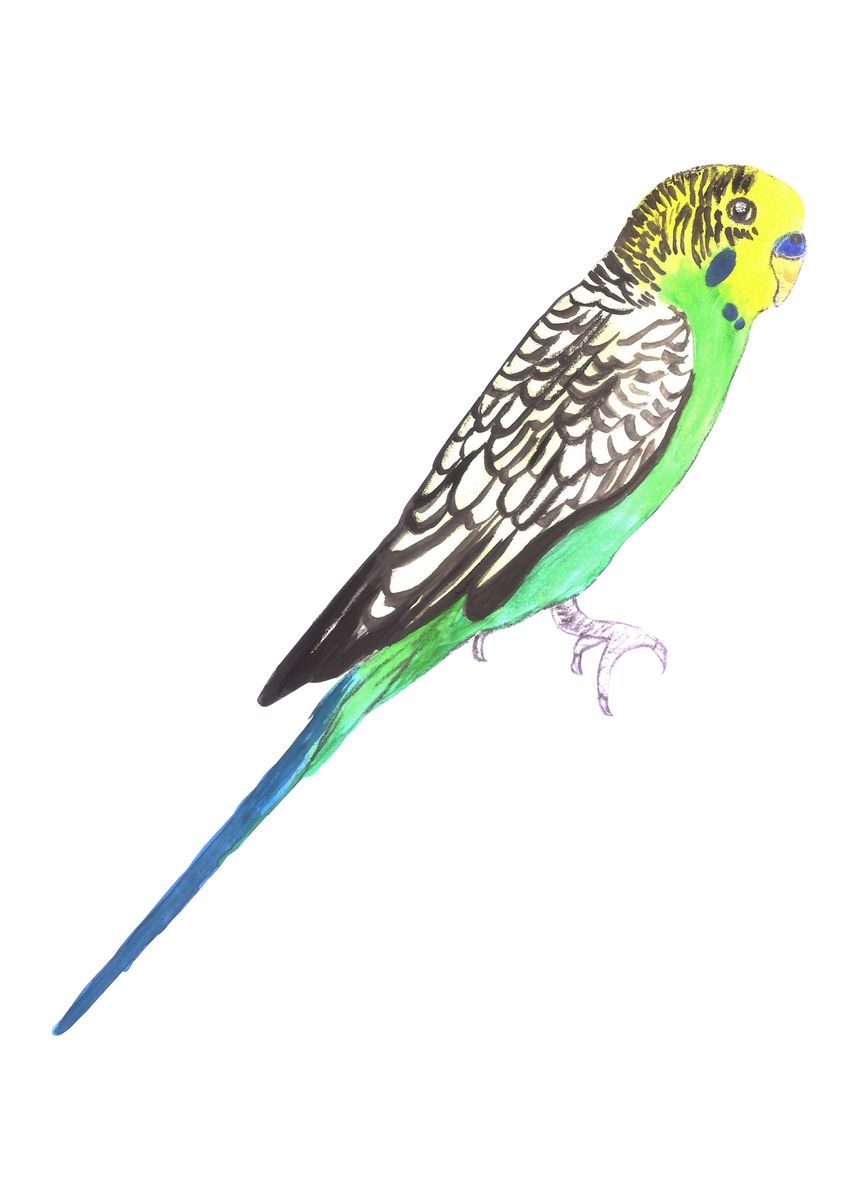 'Budgerigar bird painting' Poster, picture, metal print, paint by ...