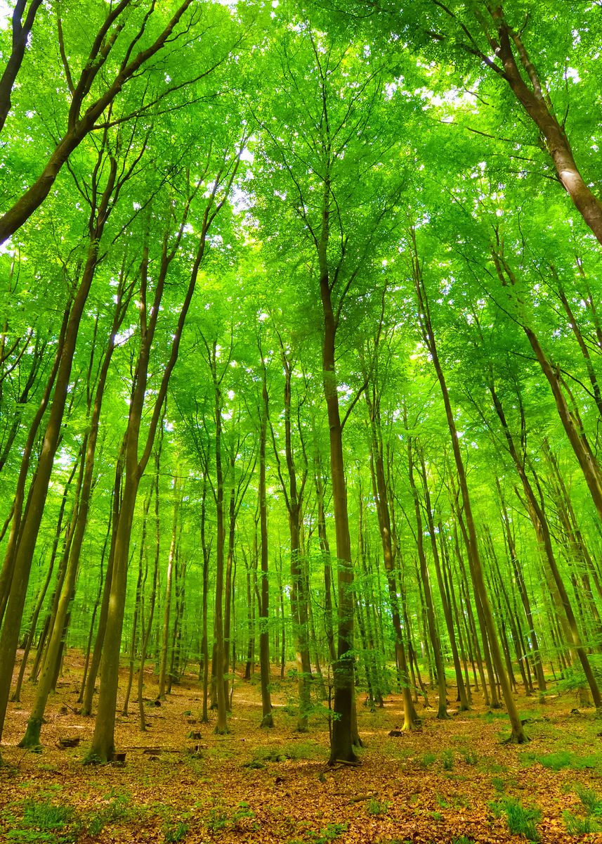 'A Beech Tree Forest In Ger' Poster by Stunning Wallpapers | Displate