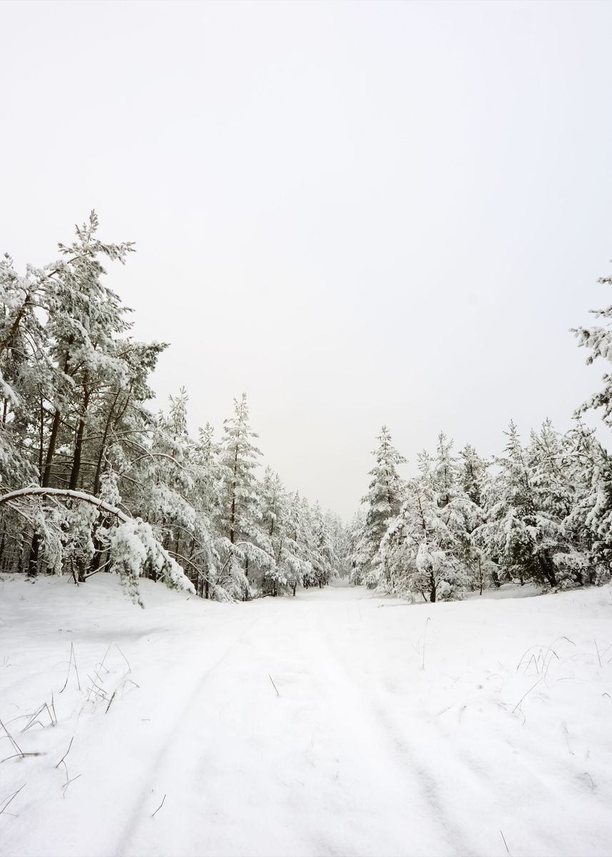 'Winter Scene Road And Fore' Poster by Stunning Wallpapers | Displate
