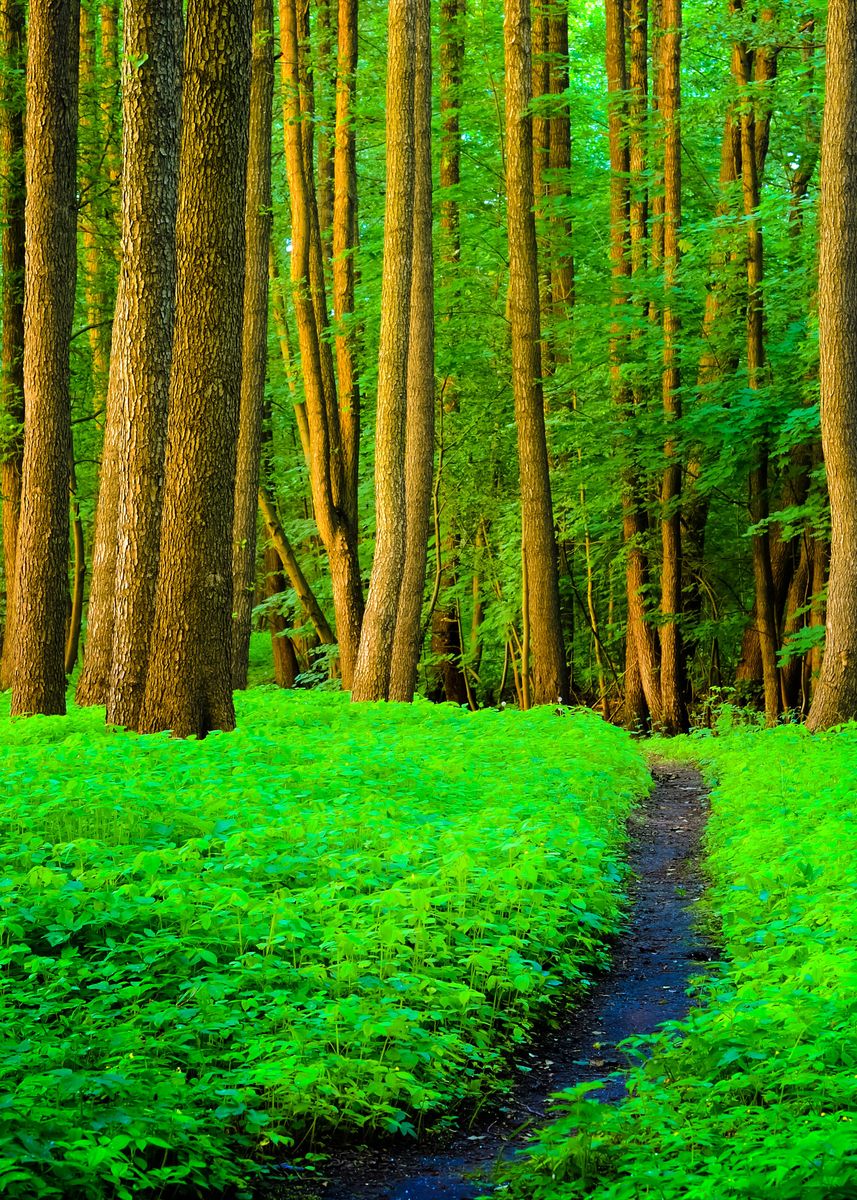 'Forest Road Scene' Poster by Stunning Wallpapers | Displate