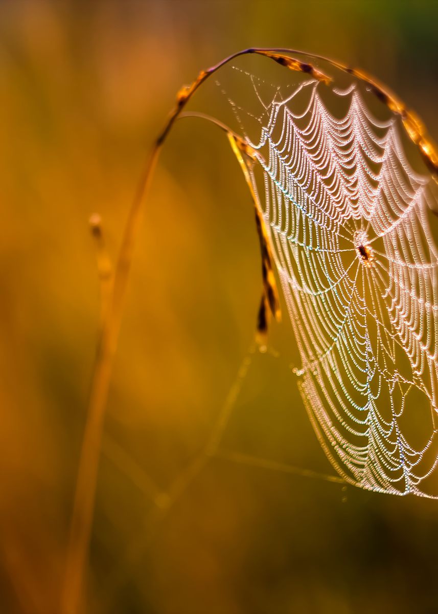 'Beautiful Spider Web On Gr' Poster by Stunning Wallpapers | Displate