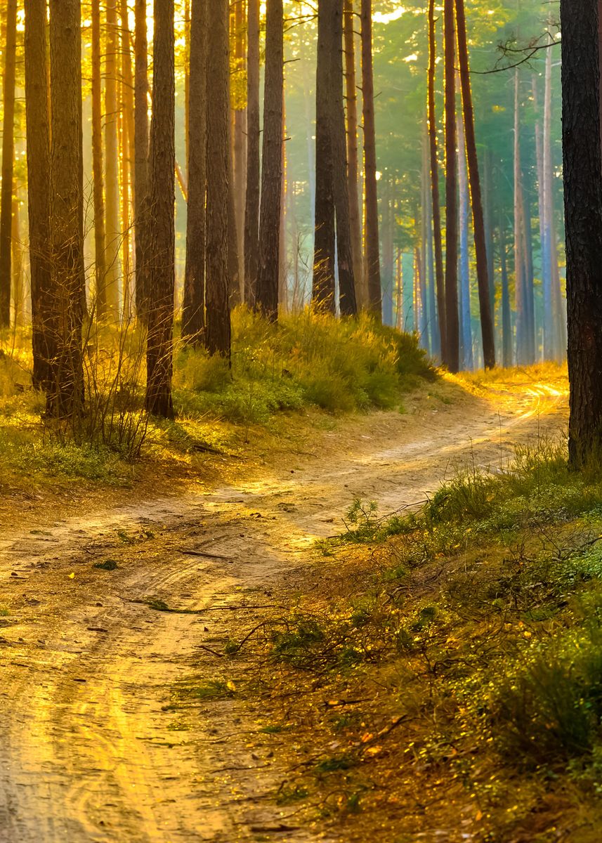 'Road In A Beautiful Forest' Poster by Stunning Wallpapers | Displate