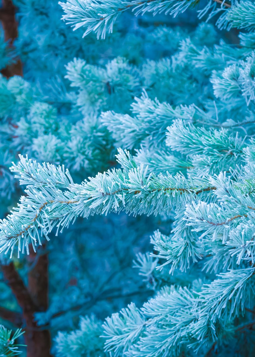 'Frosted Tree Branches' Poster, picture, metal print, paint by Stunning ...