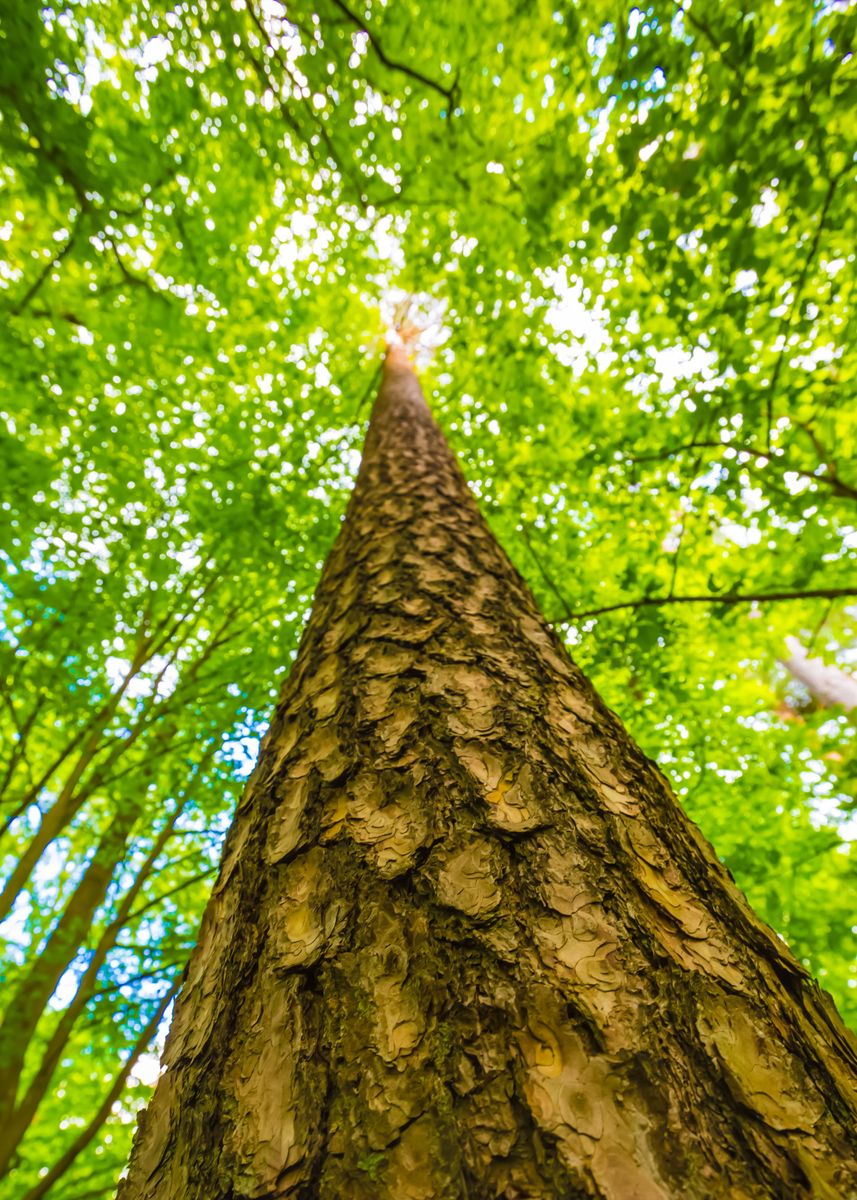'Green Forest' Poster by Stunning Wallpapers | Displate