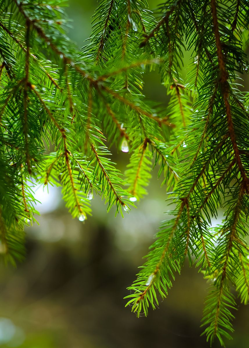 'Pine Tree CloseUp' Poster, picture, metal print, paint by Stunning ...