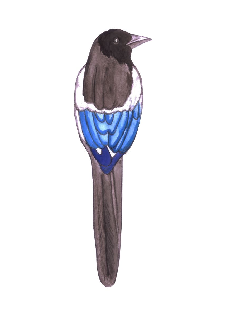 'Black billed magpie bird ' Poster, picture, metal print, paint by ...