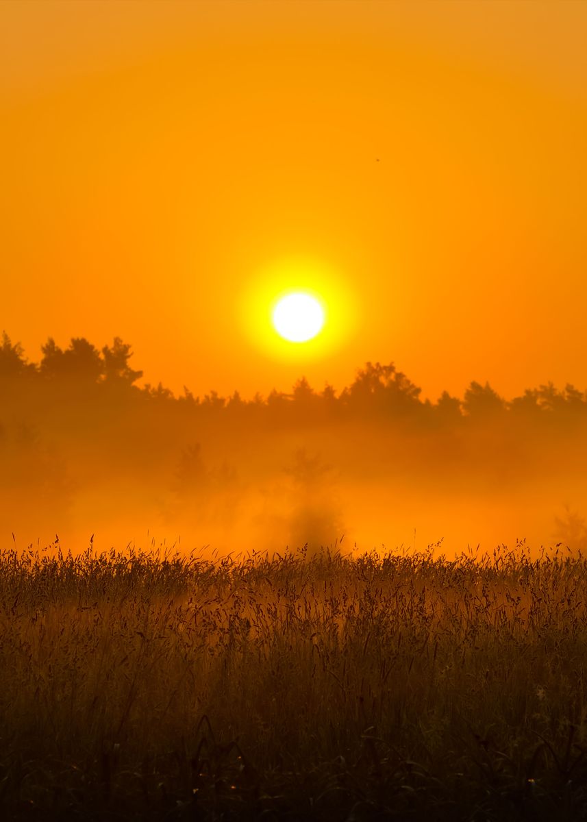 'Sun And Morning Fog Above ' Poster, picture, metal print, paint by ...