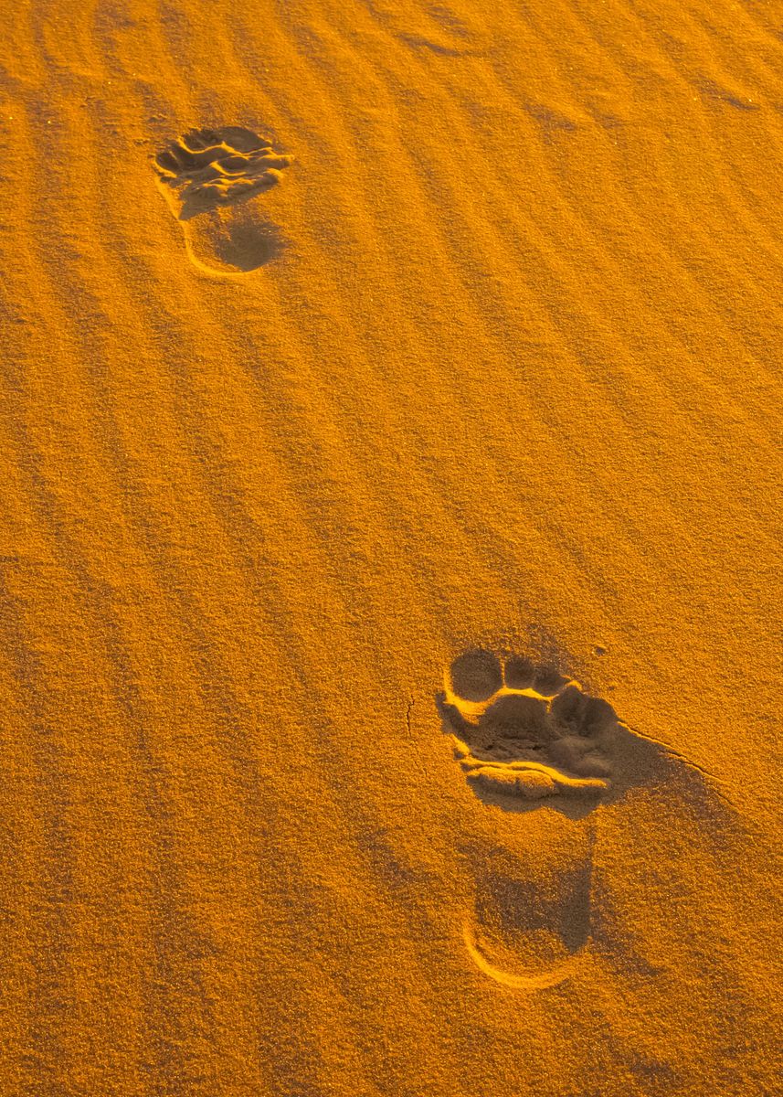 'Beach Or Dunes SandBackgro' Poster by Stunning Wallpapers | Displate