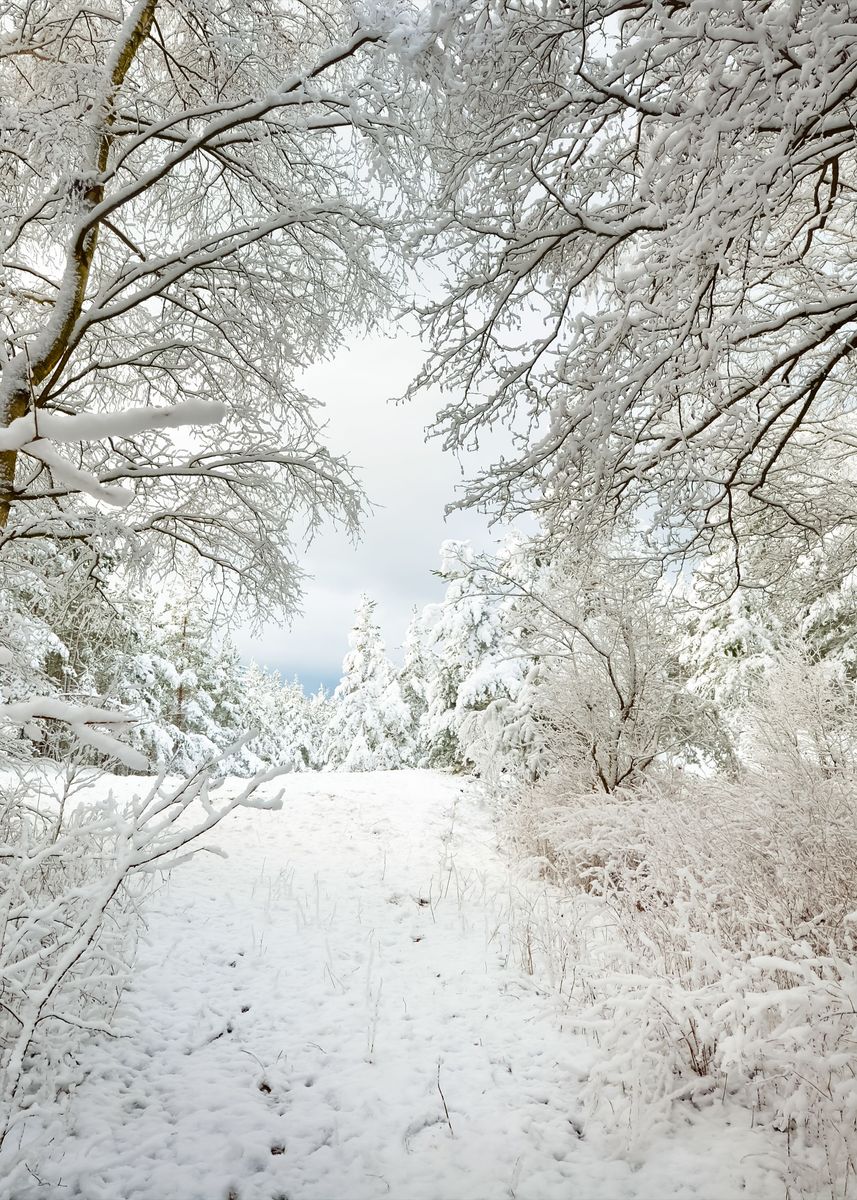 'Winter Wonderland In Snow ' Poster, picture, metal print, paint by ...