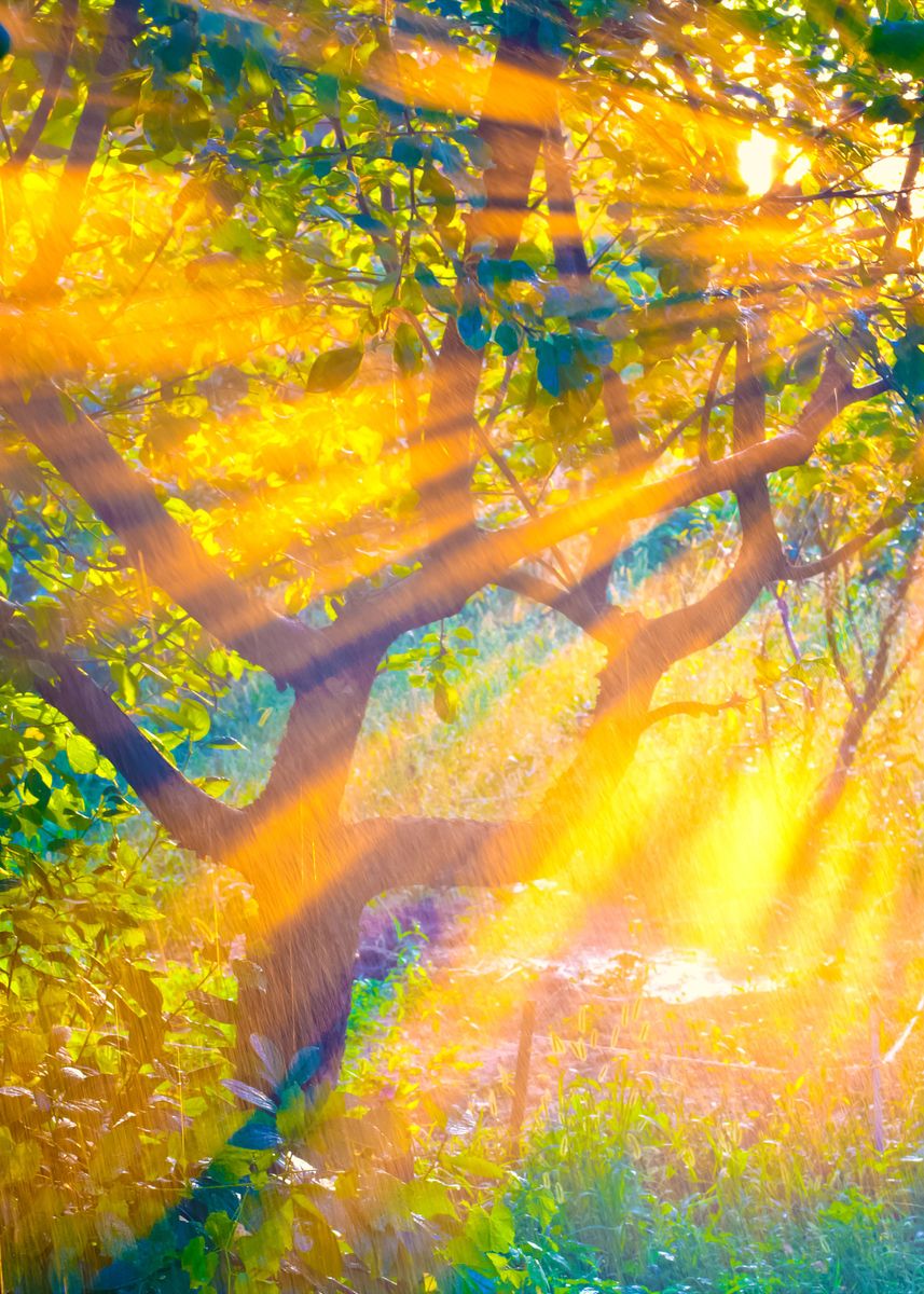 'Sun Rays In The Garden' Poster by Stunning Wallpapers | Displate