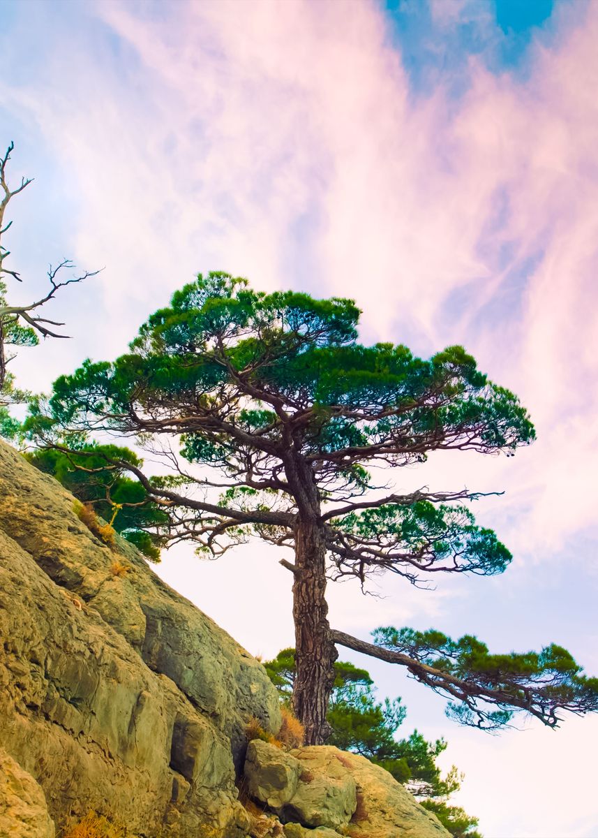 'Pine Tree On The Mountain' Poster, picture, metal print, paint by ...