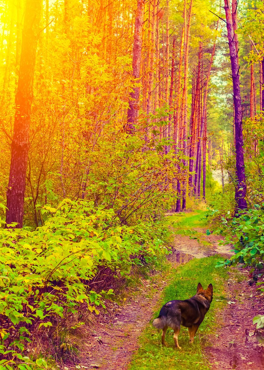 'Dog Walking In The Forest ' Poster by Stunning Wallpapers | Displate