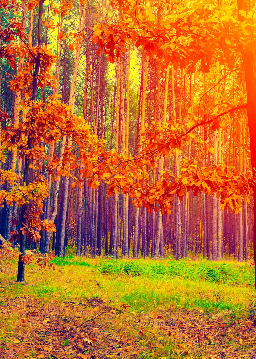 'Autumn Forest' Poster, picture, metal print, paint by Stunning ...