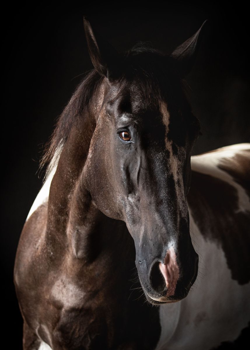 'Pinto Malvin' Poster, picture, metal print, paint by Cécile Zahorka ...