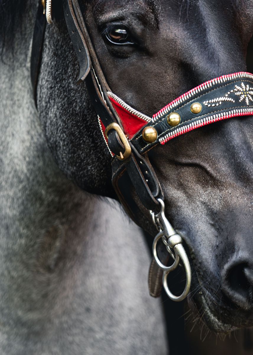 'Noriker Closeup' Poster, picture, metal print, paint by Cécile Zahorka ...